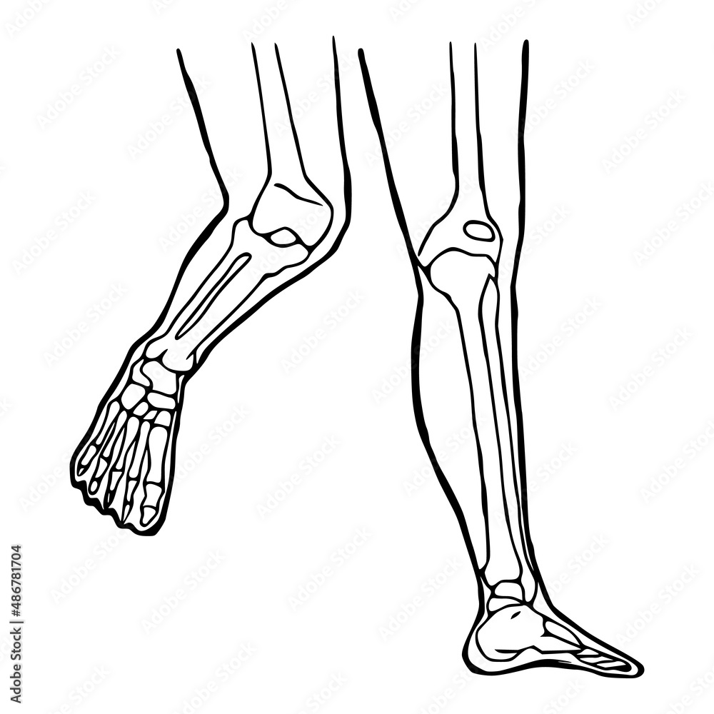 Human legs hand drawn icon. Anatomical structure of the knee and ankle ...