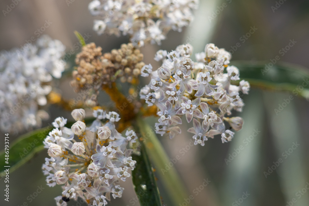 White flowering cymose umbel inflorescence of Asclepias Fascicularis ...
