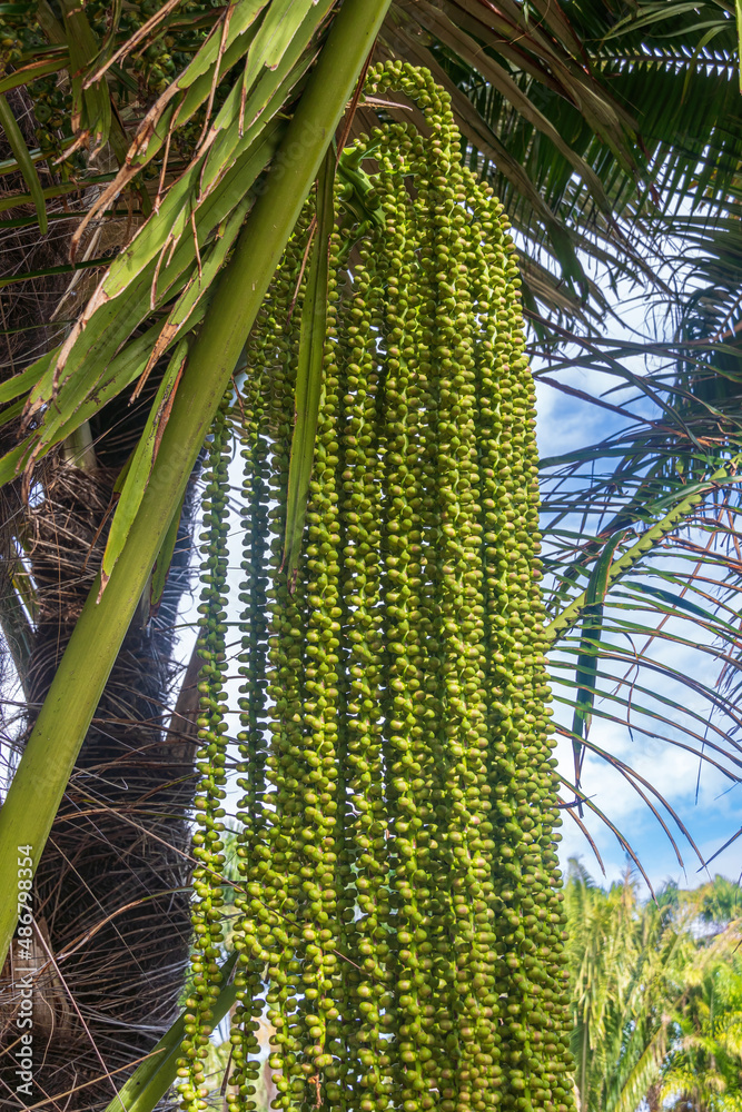 Arenga Pinnata Palm