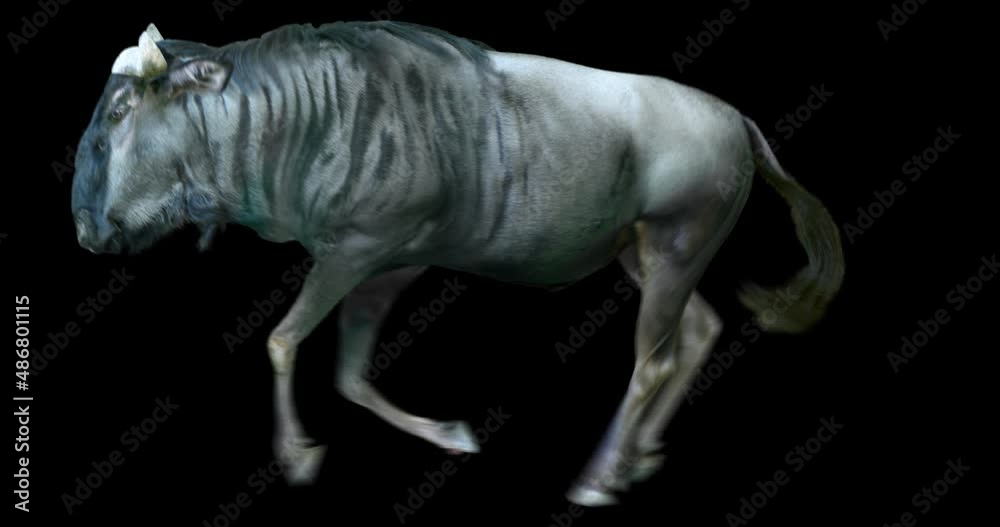 Wildebeest is trotting running realistic animation. Isolated african ...