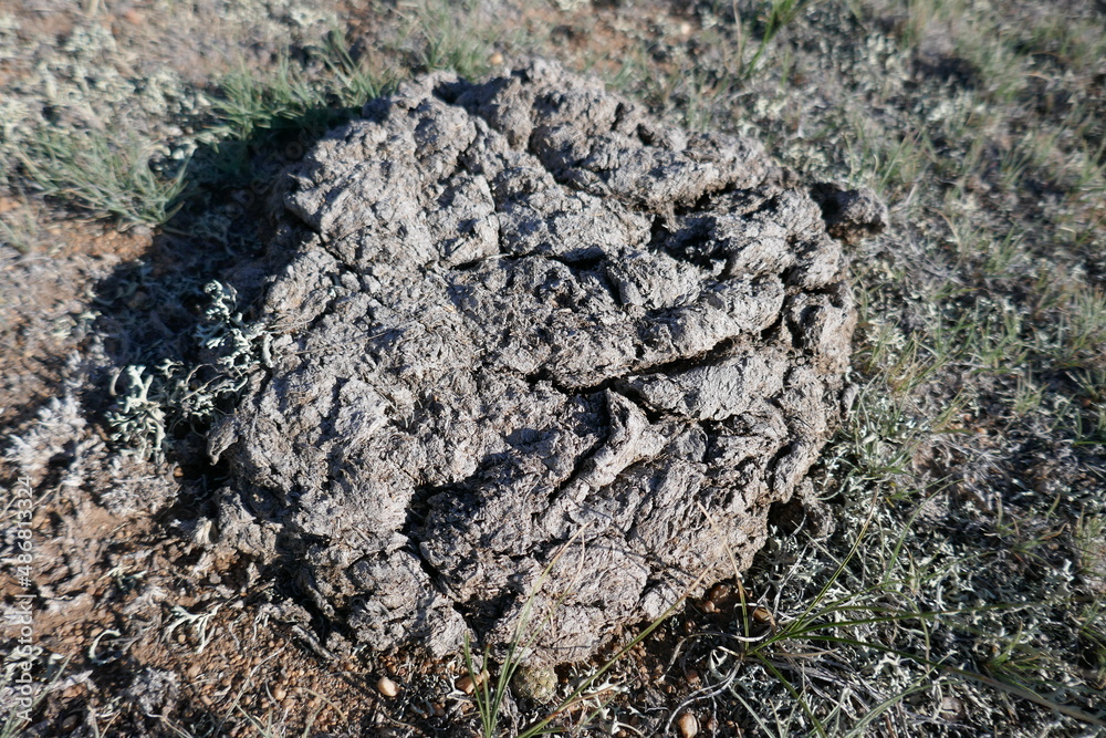 Dried cow manure in desert field Stock Photo | Adobe Stock