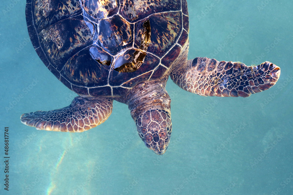 Sea turtle Loggerhead (Caretta caretta) photography taken from above ...