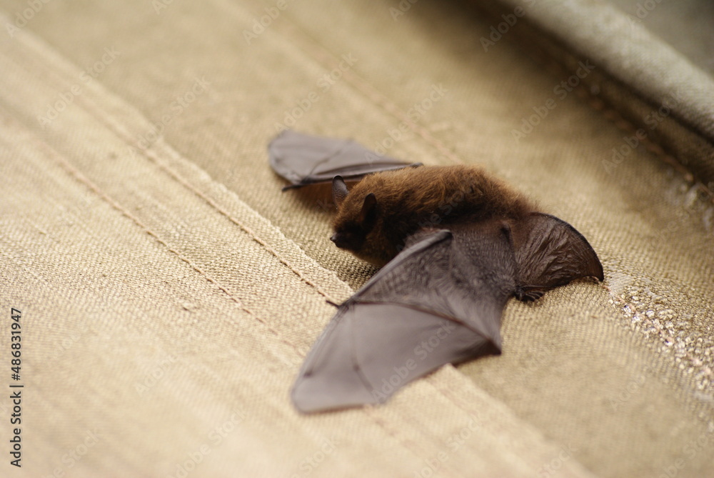Whiskered bat, Myotis mystacinus. Bieszczady Mountains, Carpathians ...