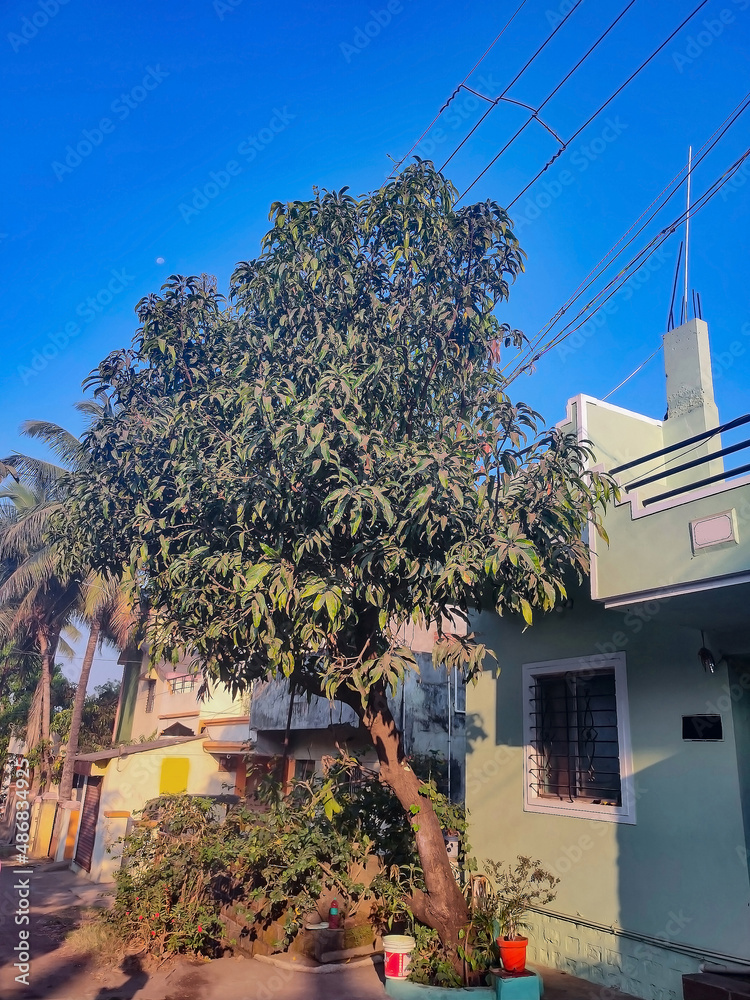 Stock photo of single growing mango tree planted in front of Indian ...