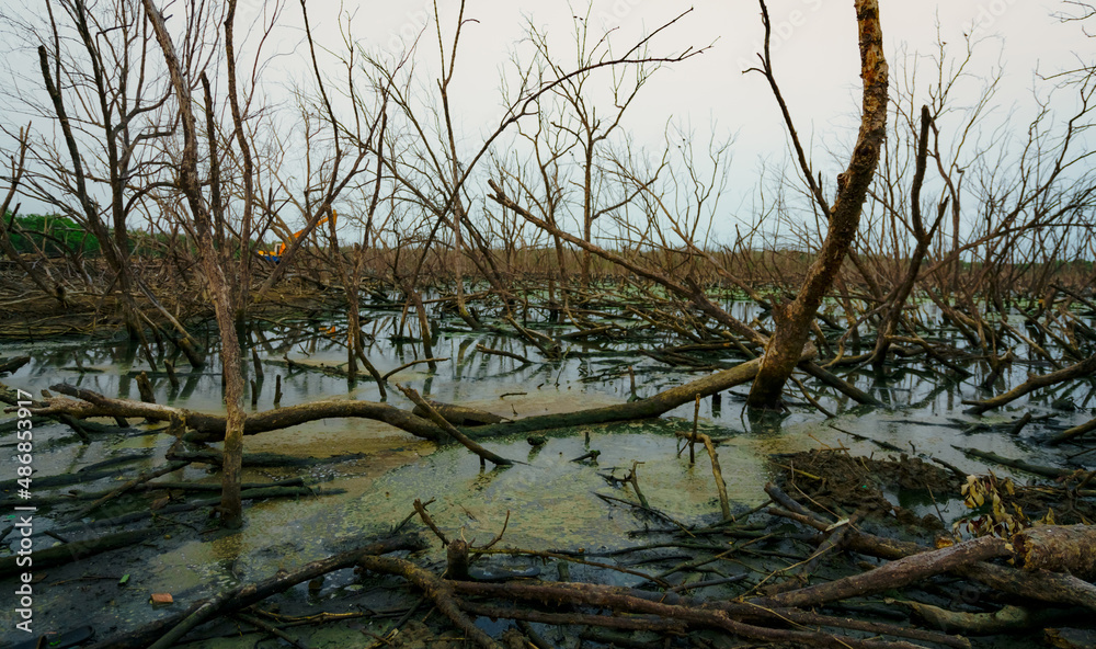Dead tree in flooded forest with sewage. Environmental crisis from ...