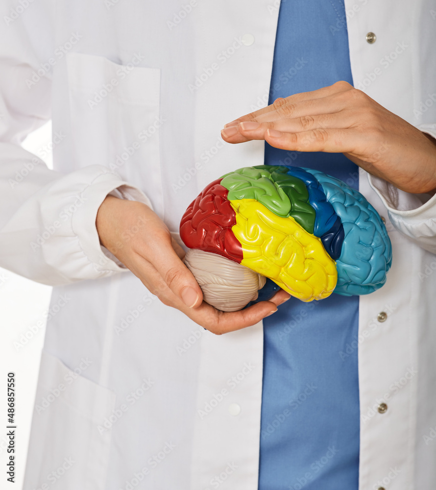 Anatomical model of human brain in doctor hands showing medical care ...