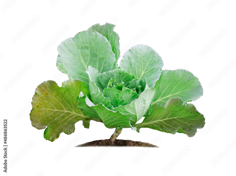 Green cabbage isolated on white background with clipping paths for ...