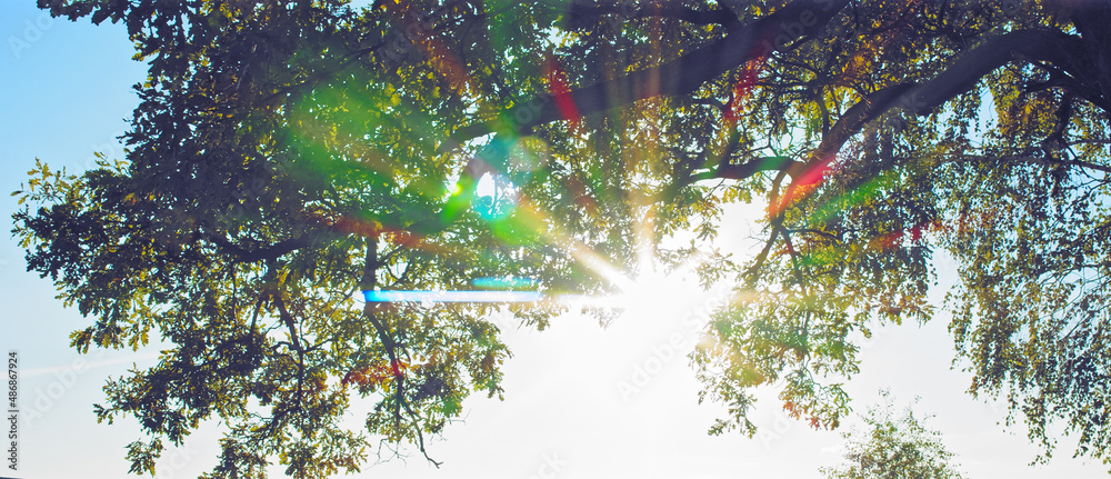 Tree on a beautiful summer day with the sun shining through the ...