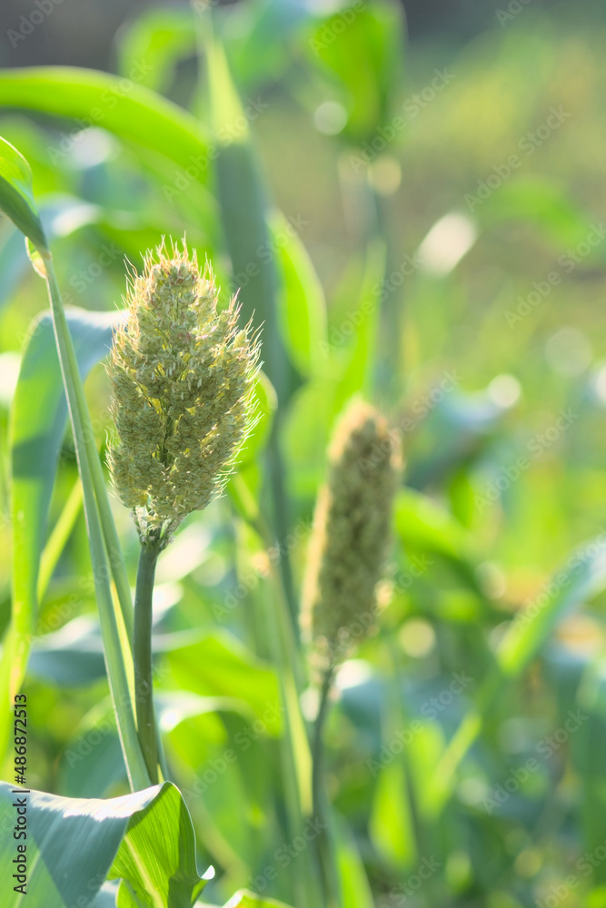 Sorghum panicle unriped in the farm field. It is also known as Jowar ...