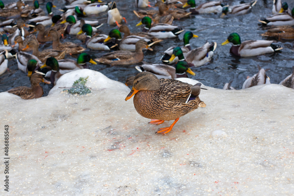 Cluster of wild ducks in a natural ice hole of a frozen pond foto de ...