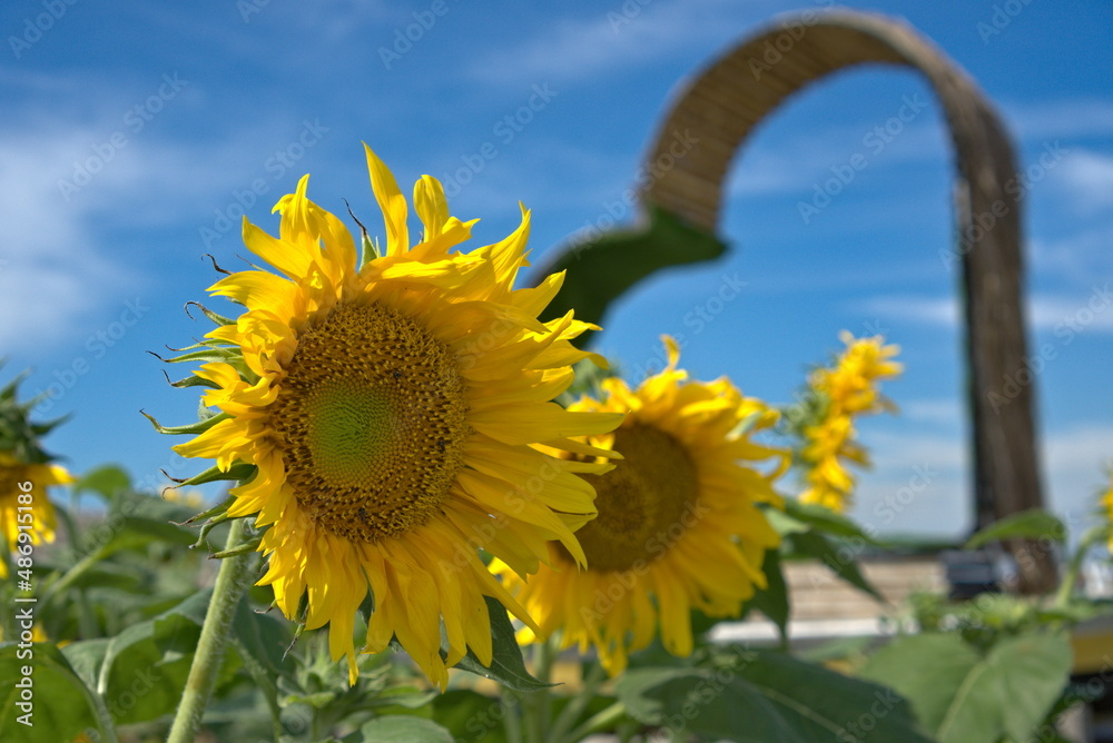 Sunflower - Helianthus annuus - Photos taken on a sunny day in a ...