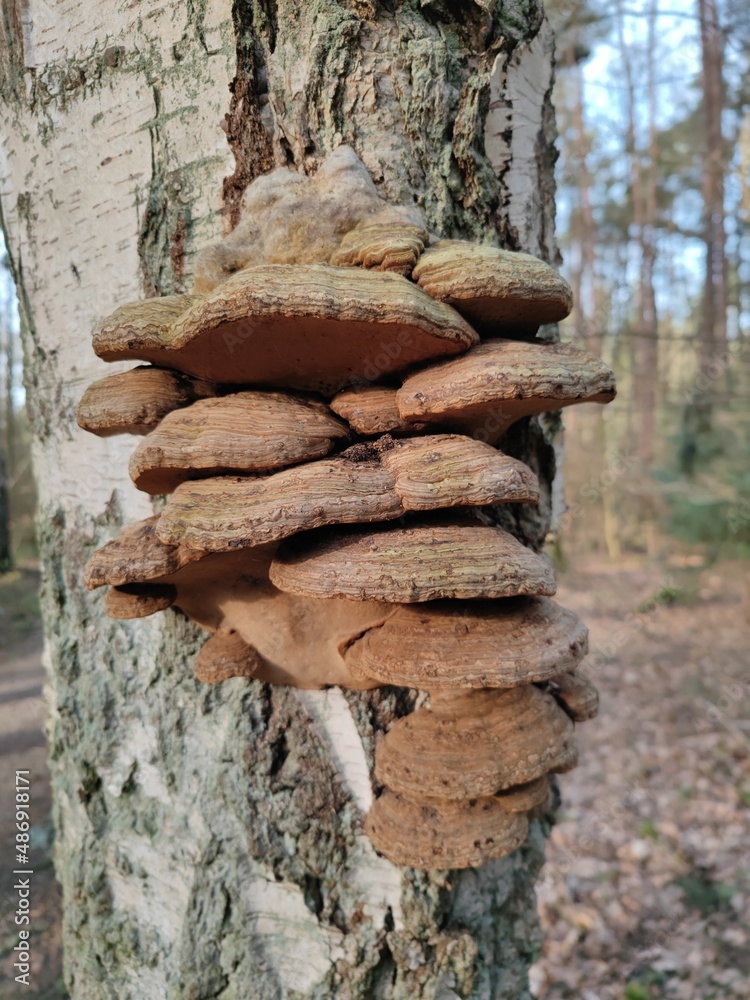 Baumpilze an Birke Stock Photo | Adobe Stock