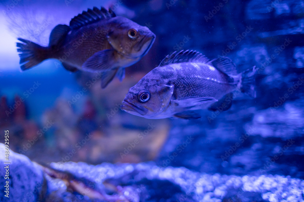 Sea fish close up. Sea creatures. Stock Photo | Adobe Stock