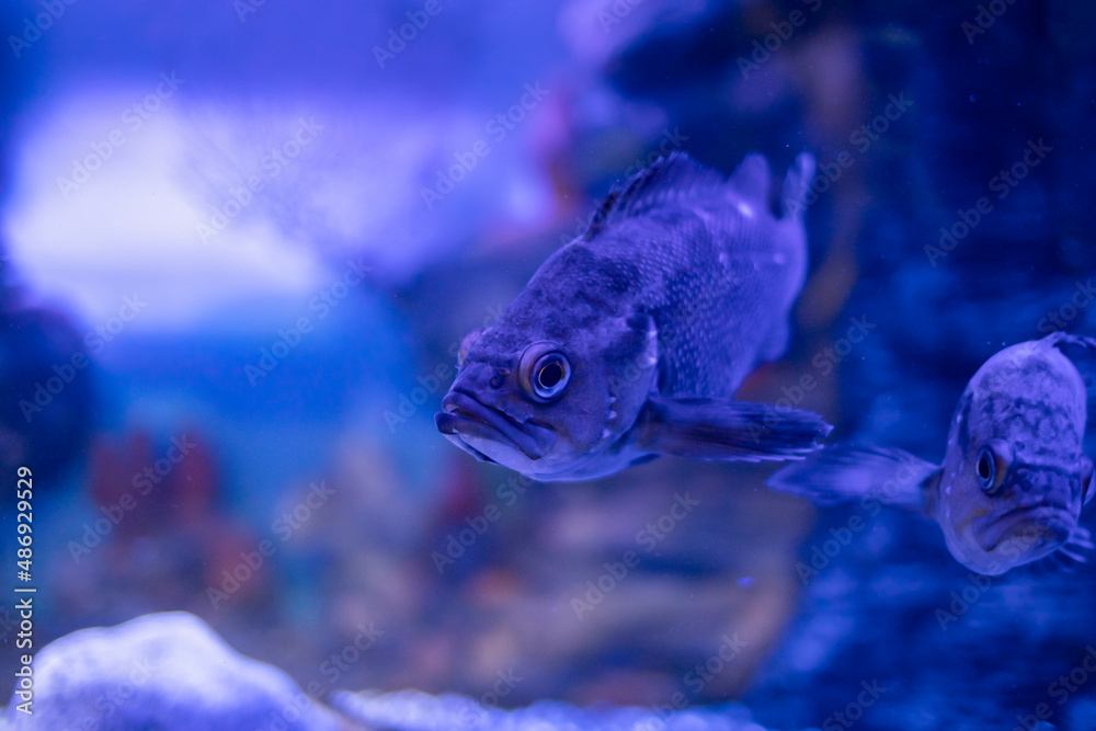 Sea fish close up. Sea creatures. Stock Photo | Adobe Stock