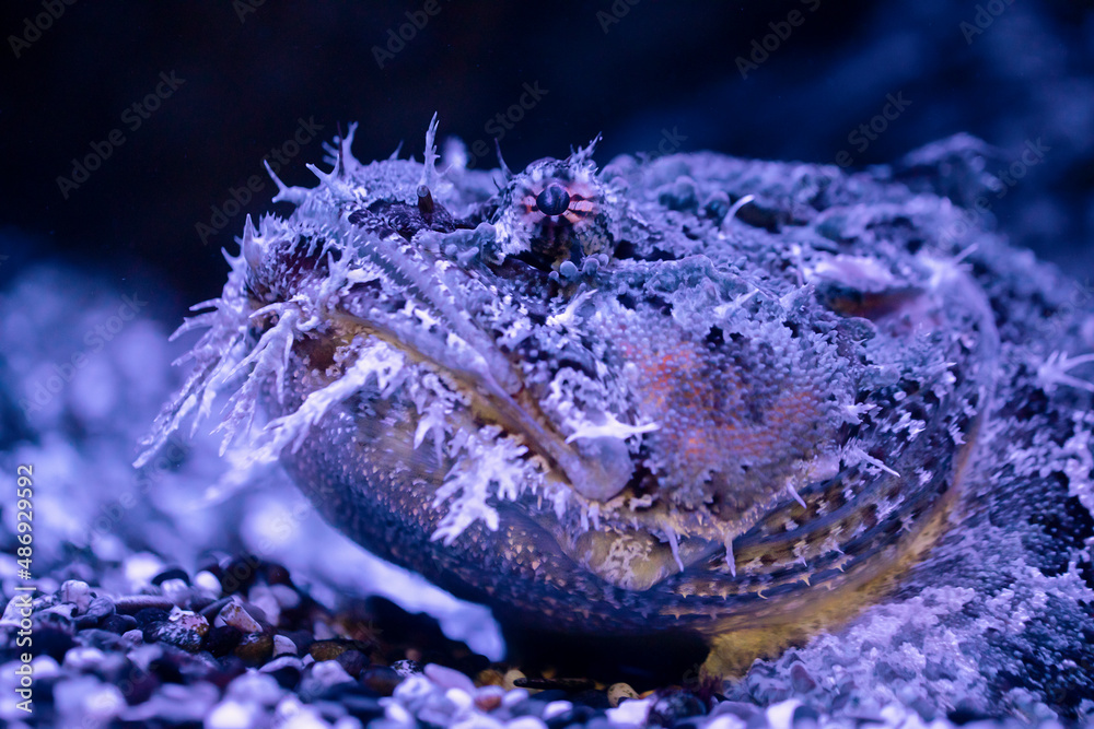 Sea raven fish close up. Unusual sea fish. Stock Photo | Adobe Stock