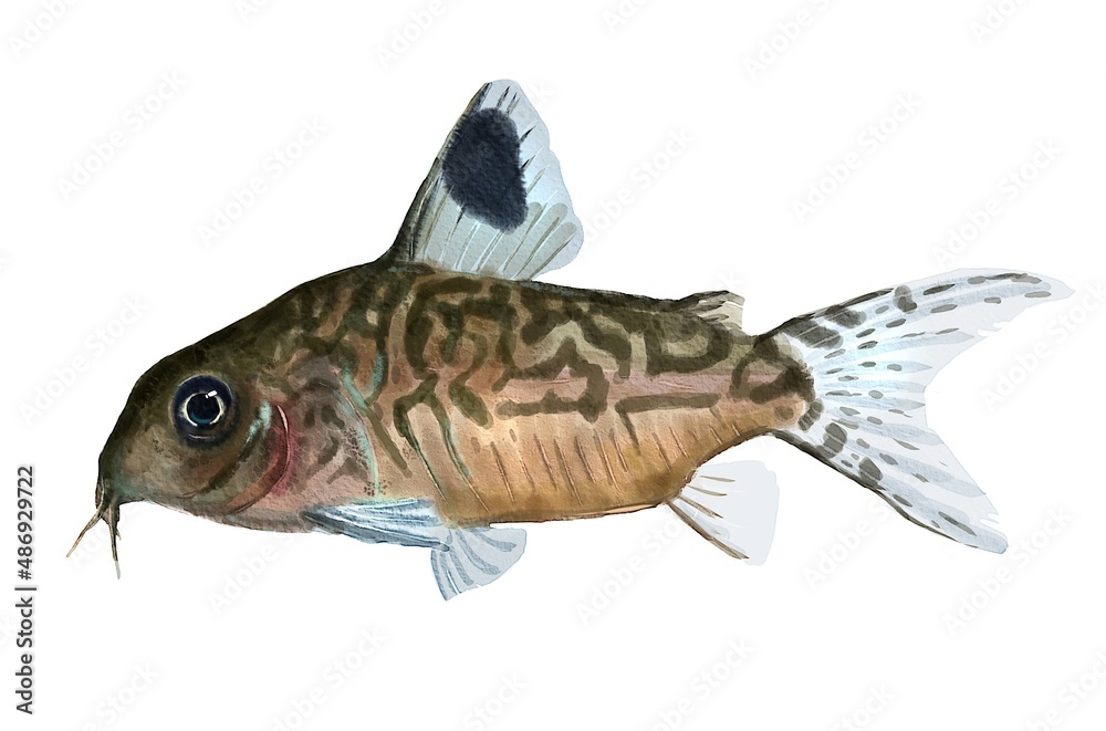 Catfish corydoras reticulatus, aquarium fish, watercolor illustration ...