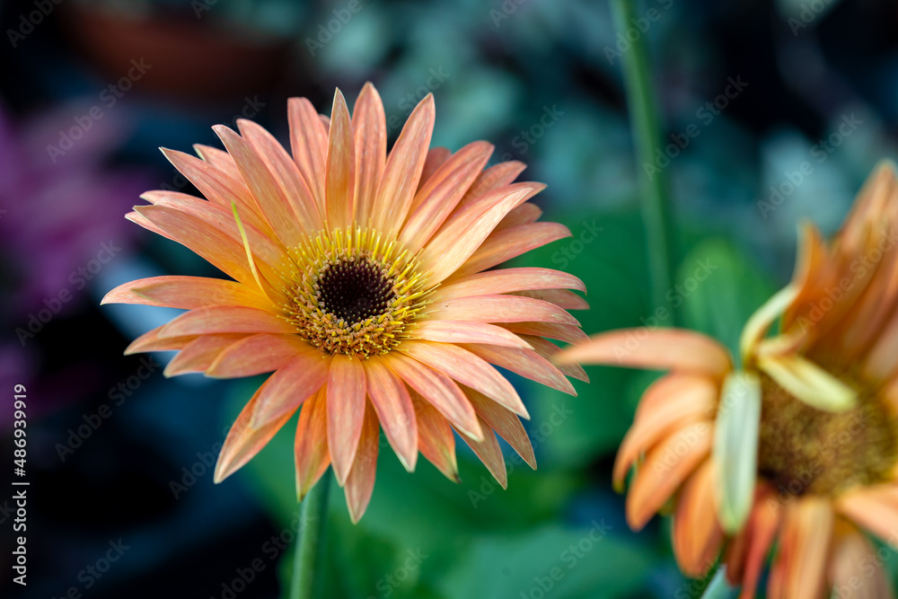 Gerbera flower. It's commonly known as the African daisy. This plant is ...