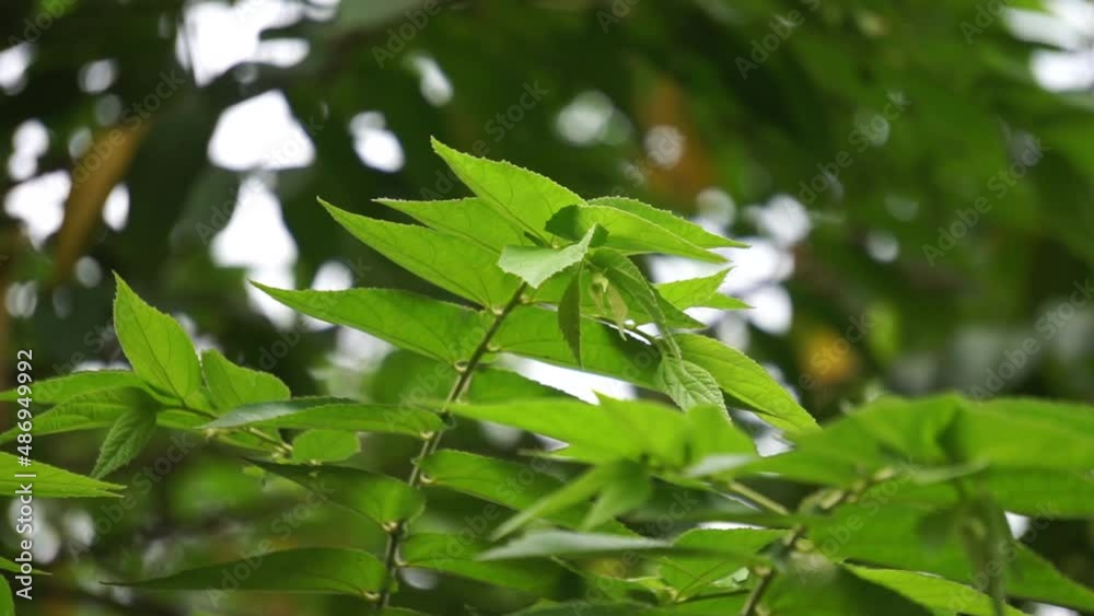 Muntingia calabura leaves (Kersen, , capulin blanco, cacaniqua, nigua ...