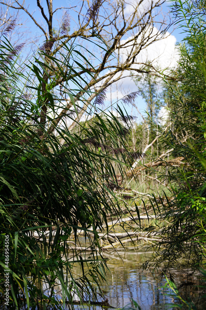 Foto de Abgestorbene Bäume im Brackwasser sumpfig und moorig. Dead ...
