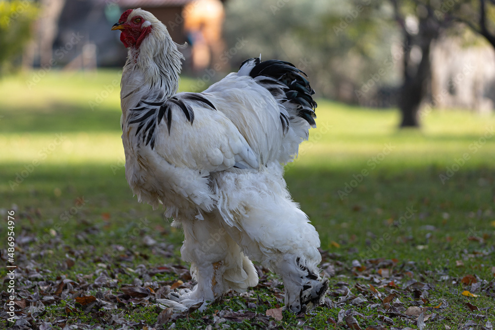 Gallina Brahma Stock Photo | Adobe Stock