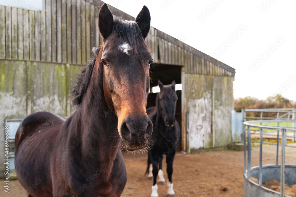 Shallow focus of the head of a mare seen outside her stable, a ...