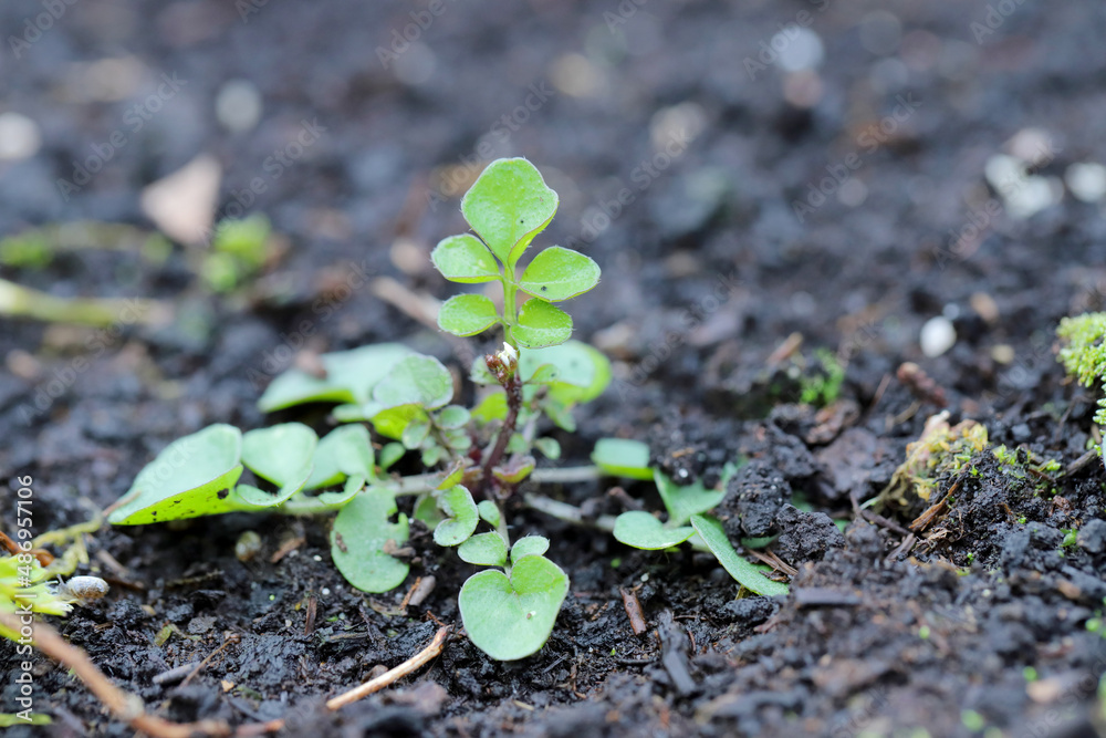 Cardamine hirsuta, commonly called hairy bittercress, is an annual or ...