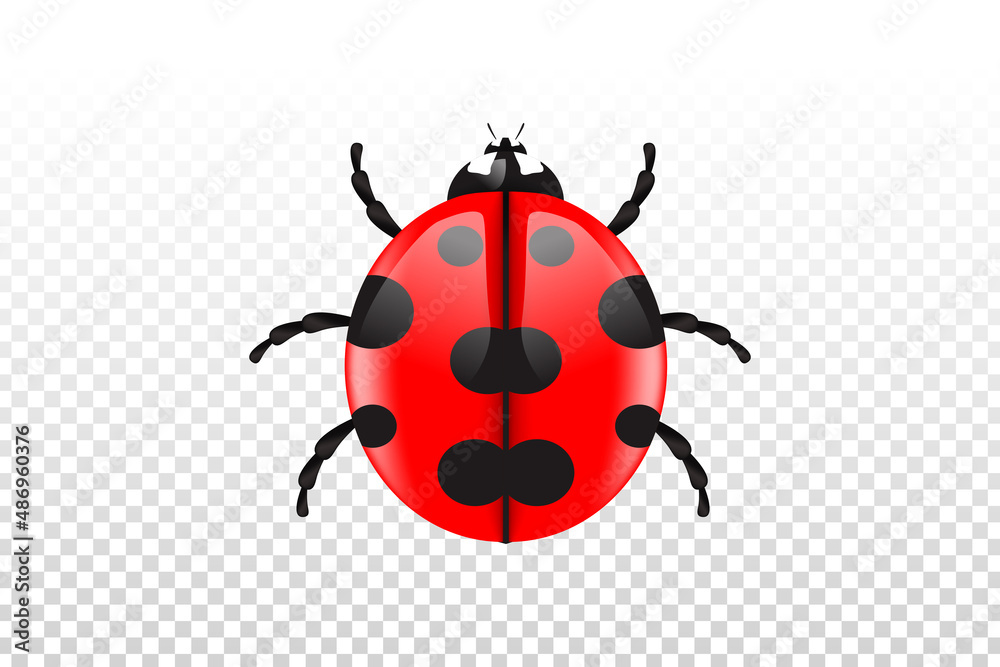 Vector realistic isolated ladybug on the transparent background. Stock ...