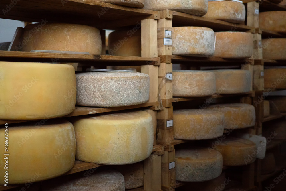 Assorted flavours of cheese wheels maturing on rows of wooden shelves ...