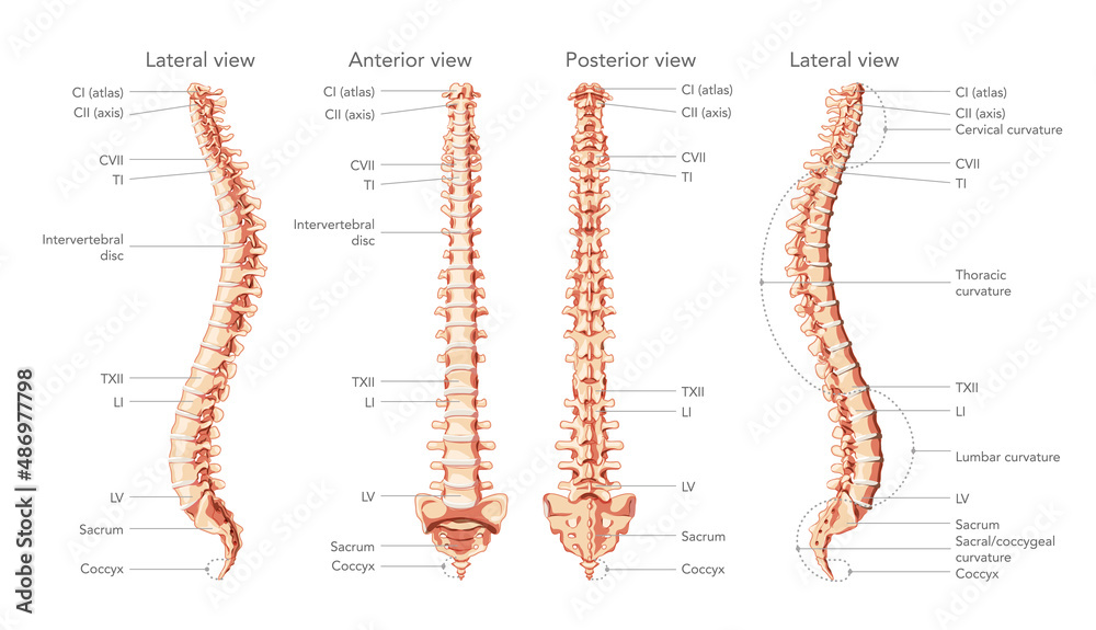 Vecteur Stock The human vertebral column in front, back, side view with ... Vecteur Stock The human vertebral column in front, back, side view with ...
