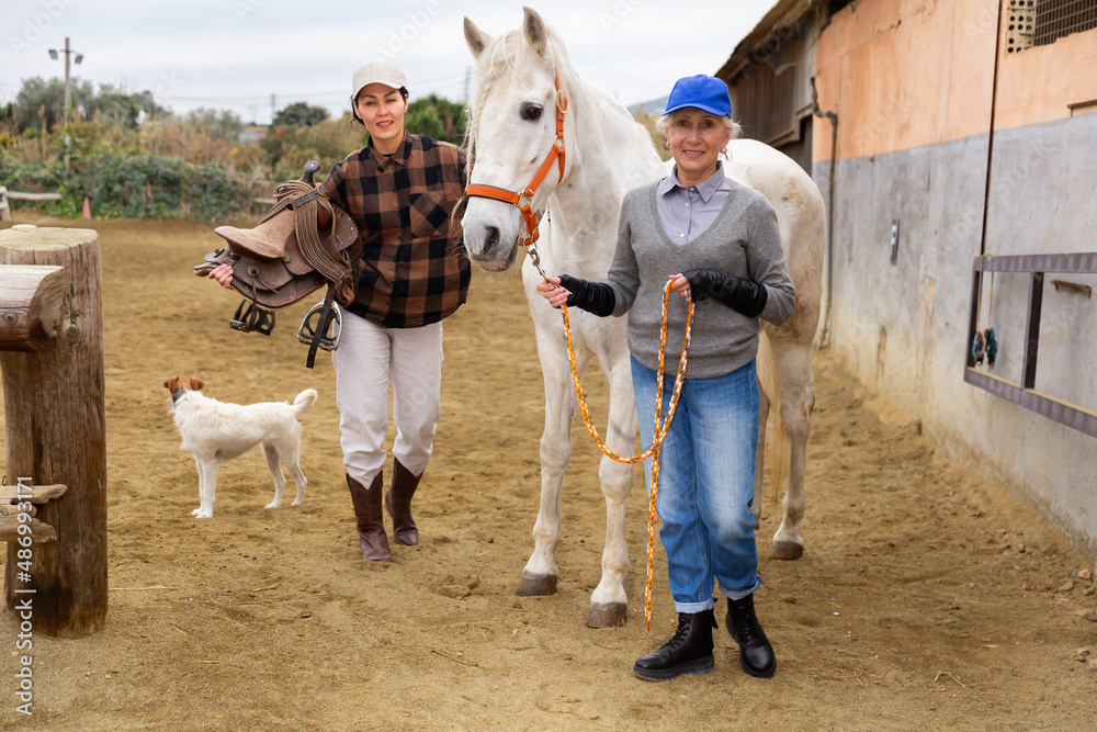 Smiling elderly female stable keeper leading white horse by bridle to ...