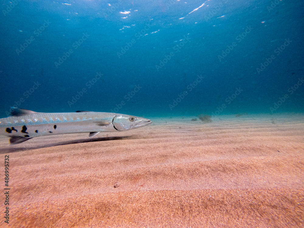 underwater Side profile of stripped Great Barracuda swimming in ocean ...
