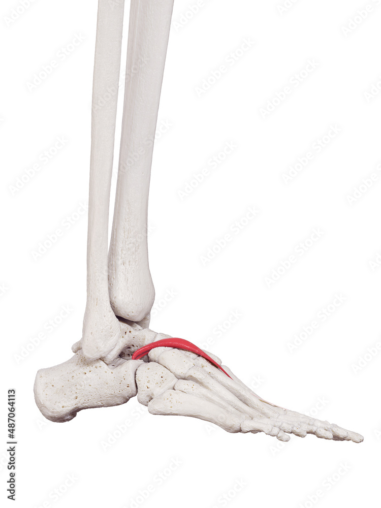 3d rendered medically accurate muscle illustration of the extensor ...