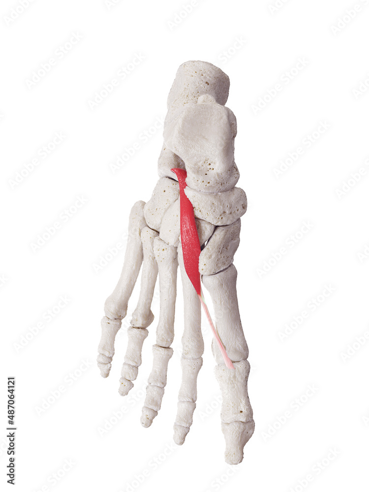 3d rendered medically accurate muscle illustration of the extensor ...