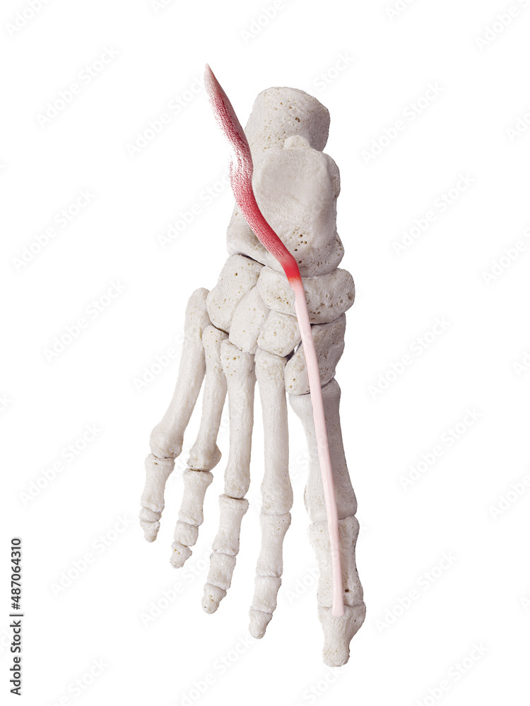 3d rendered medically accurate muscle illustration of the extensor ...