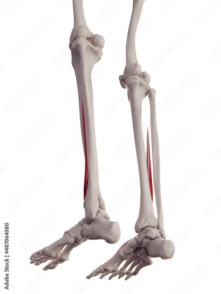 3d rendered medically accurate muscle illustration of the extensor ...