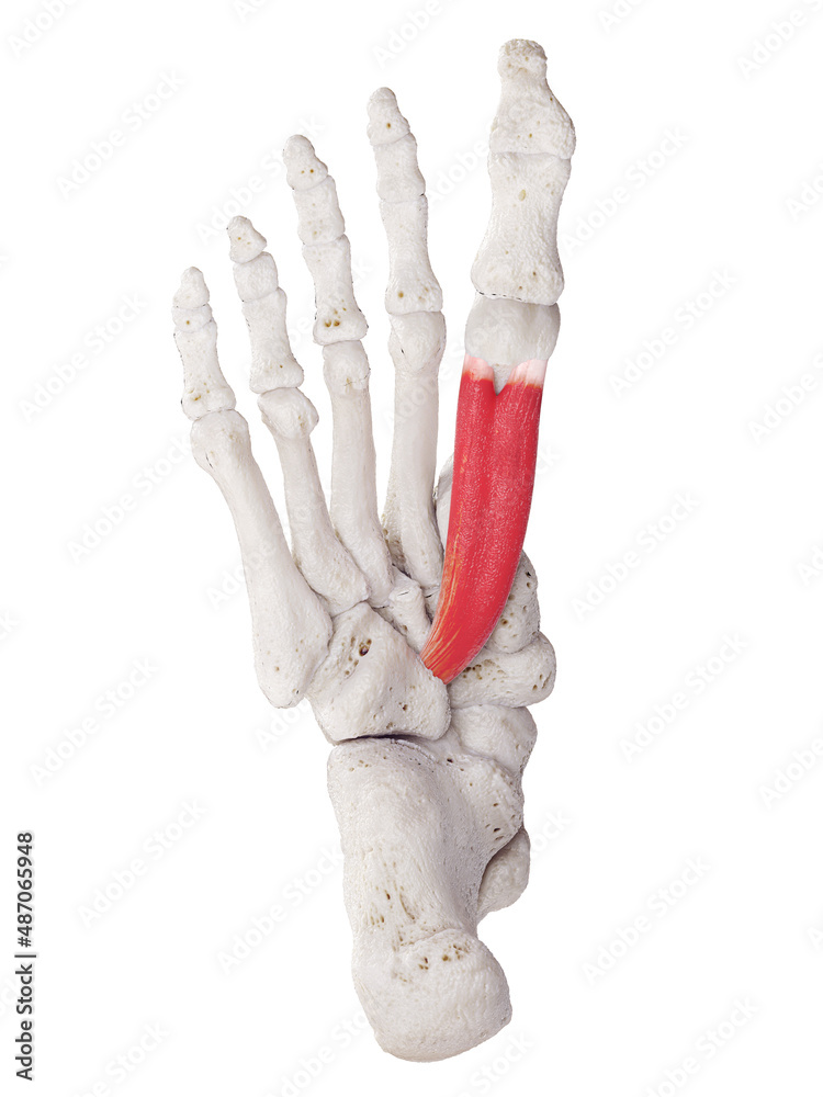 Flexor Hallucis Brevis
