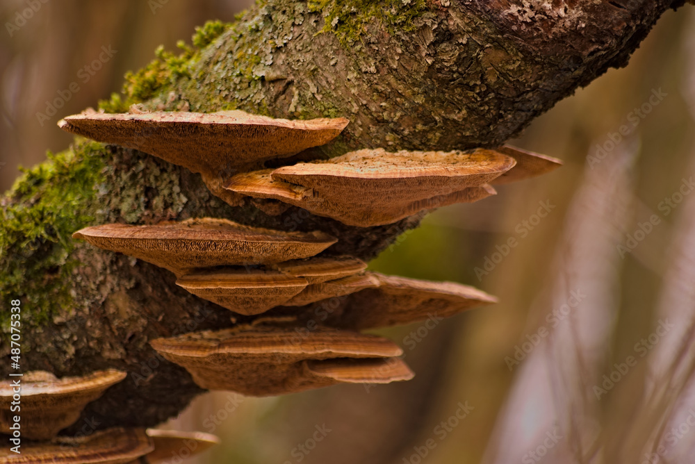 Owocniki grzybów nadrzewnych ( huba) na pniu drzewa porośniętym mchem ...