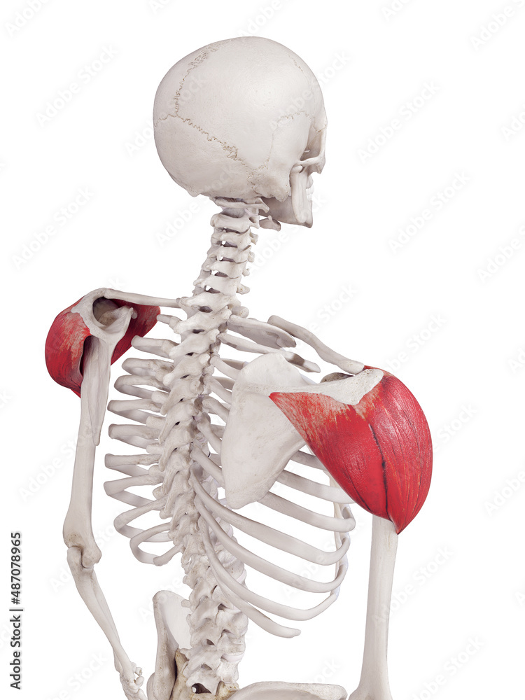 3d rendered medically accurate muscle illustration of the deltoid ...