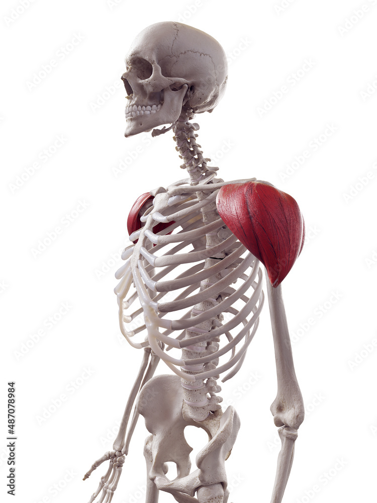 3d rendered medically accurate muscle illustration of the deltoid ...