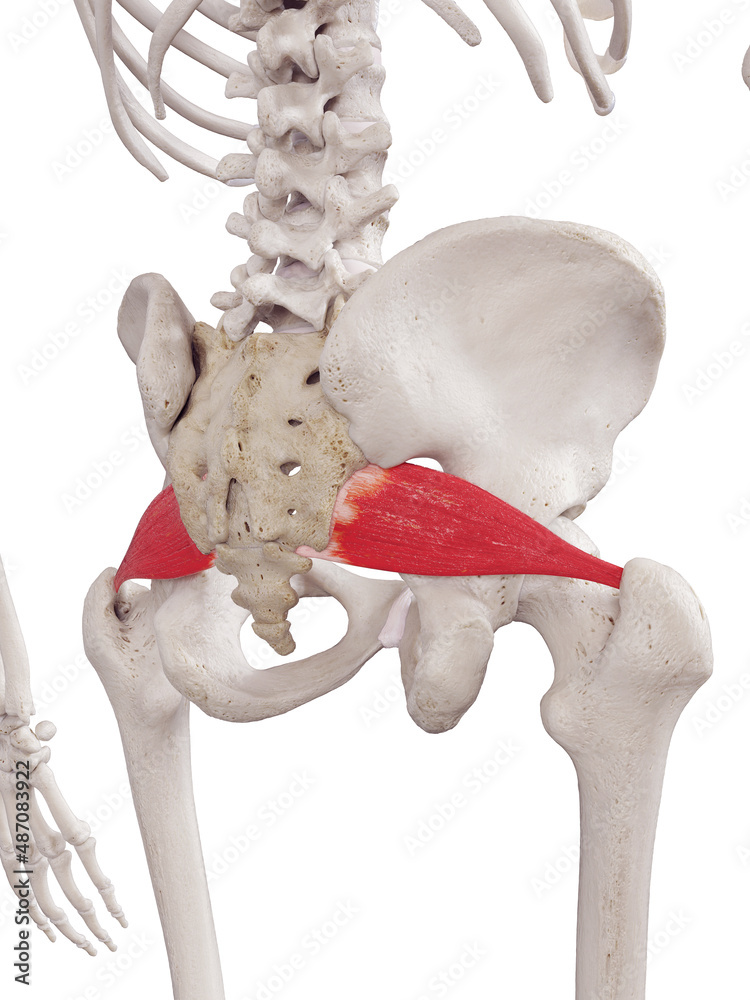 3d rendered medically accurate muscle illustration of the piriformis ...