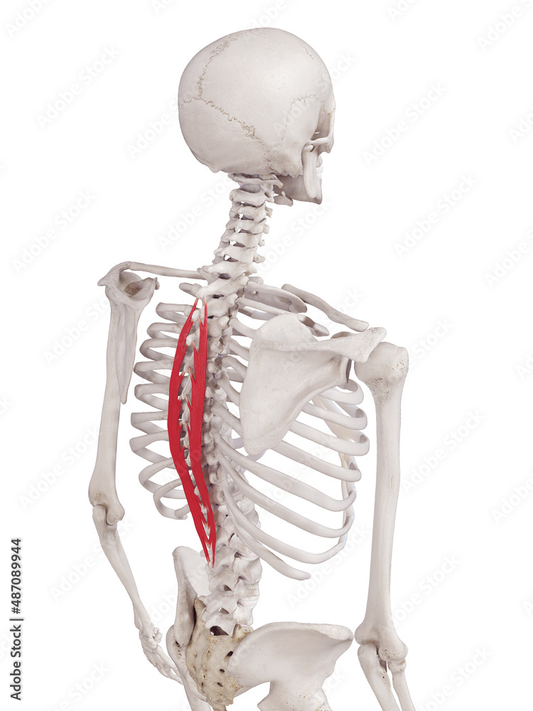 3d rendered medically accurate muscle illustration of the spinalis ...