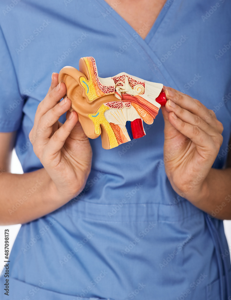 Auditory and hearing health concept. Anatomical model of human ear in ...