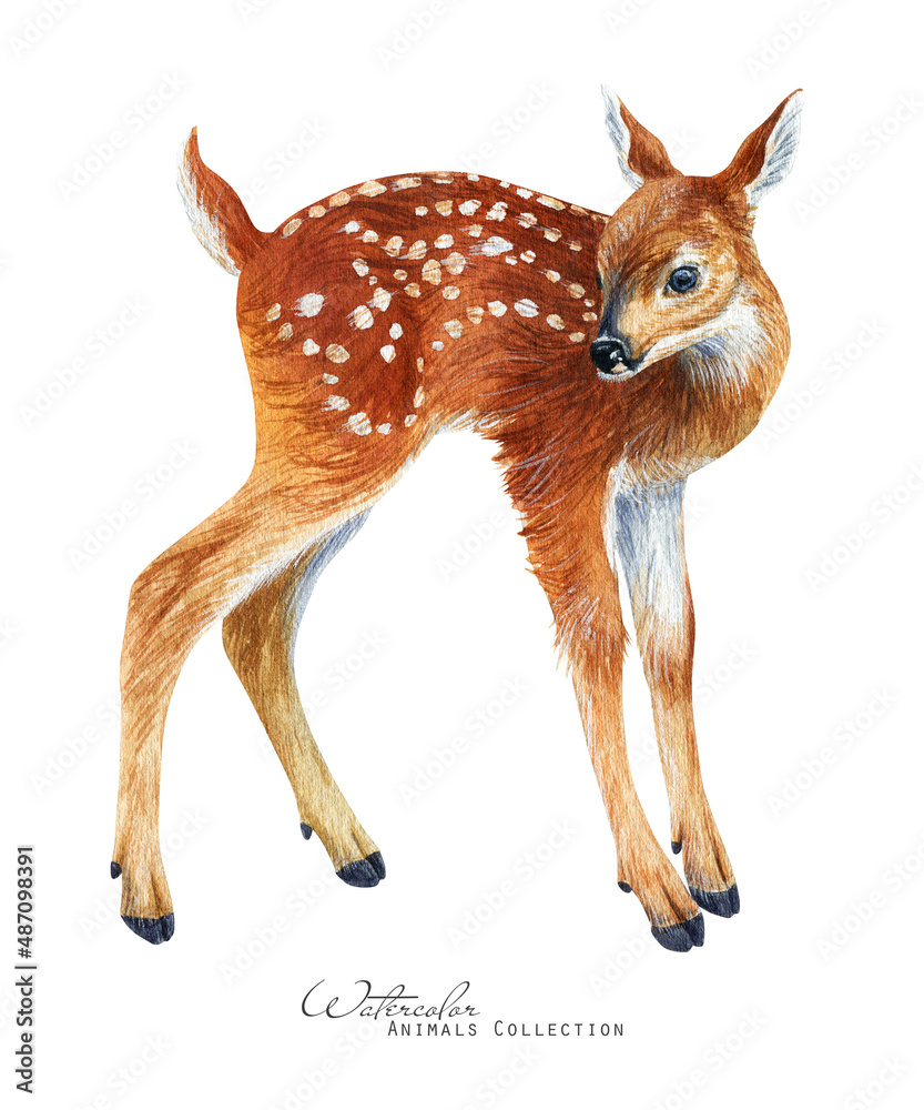 Baby Deer Illustration