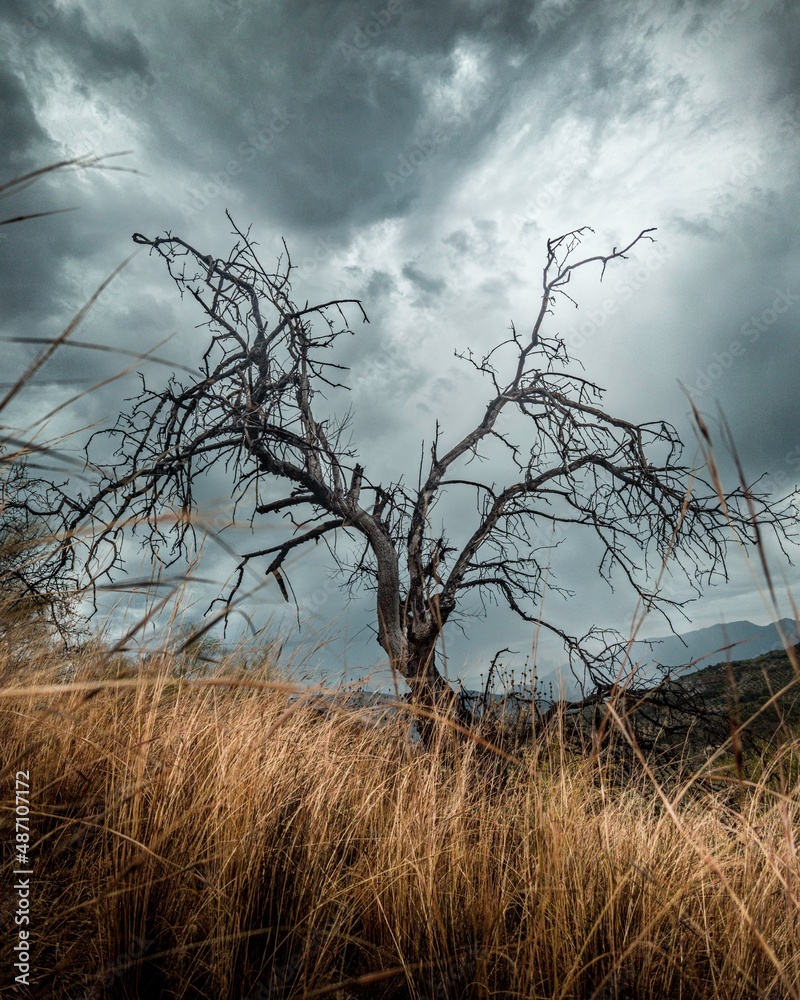 Tenebrous tree in the middle of the forest and dry grasses as a storm ...