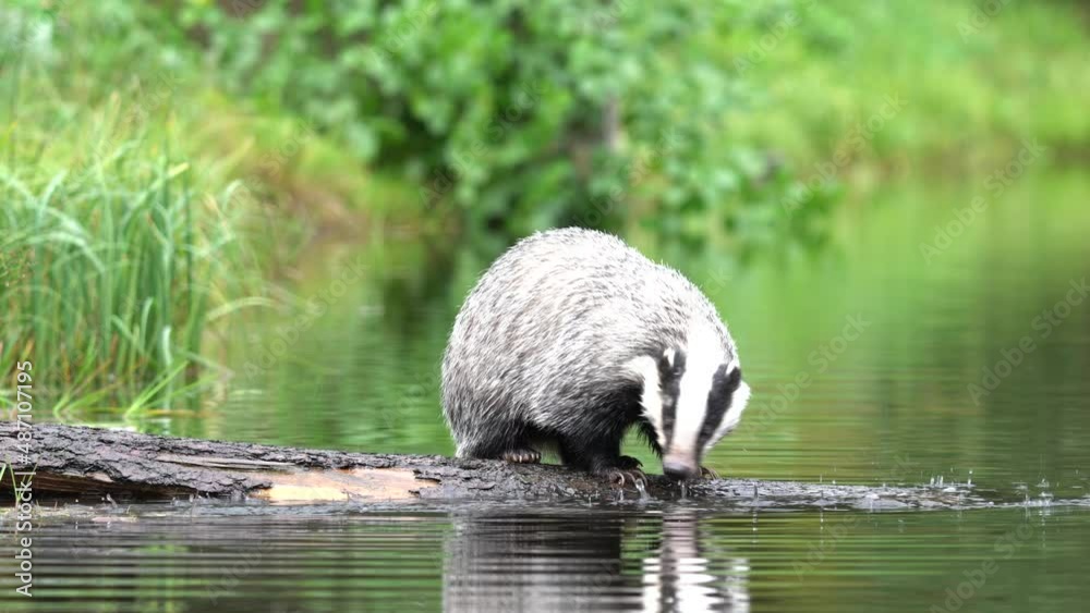 Wildlife in Europe forest. Badger in wood, animal in nature habitat ...
