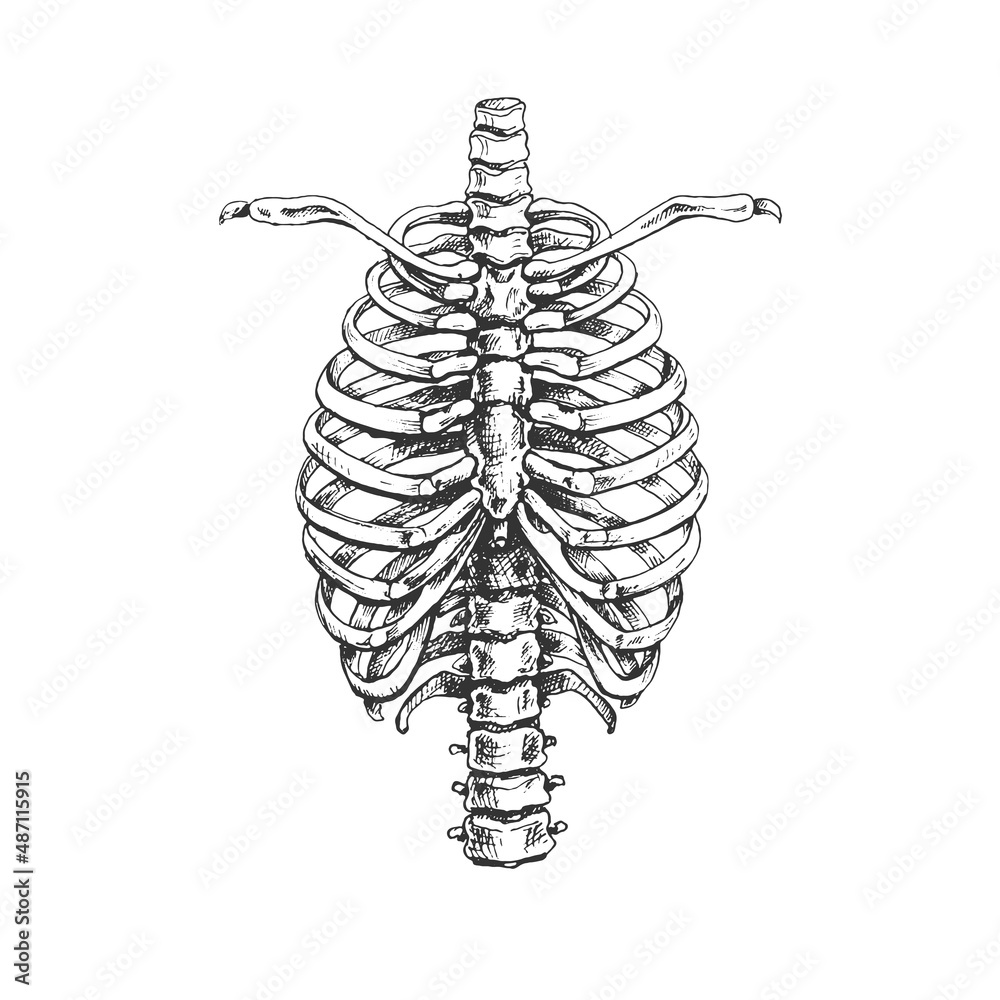 473_human chest, sternum_human chest, bones human skeletal system ...