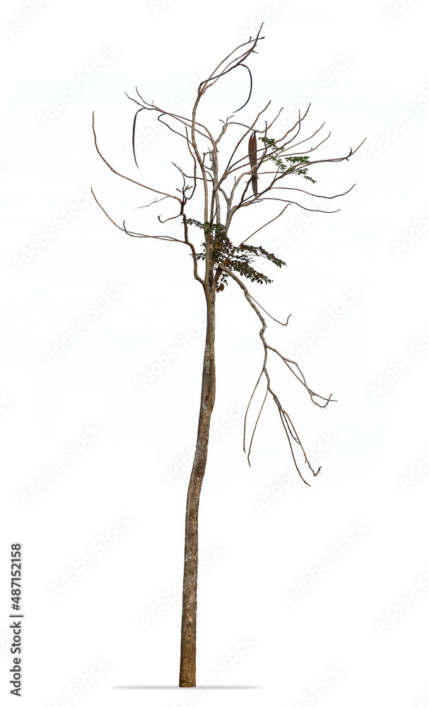 Midnight horror, or Indian trumpet flower, broken bones, tree of ...