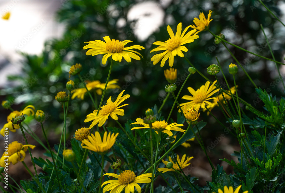 Euryops is a genus of flowering plants in the sunflower family. They ...
