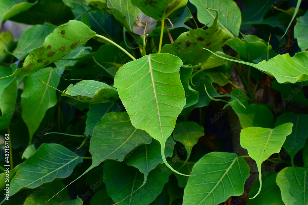 Ficus religiosa or sacred fig is a species of fig native to the Indian ...