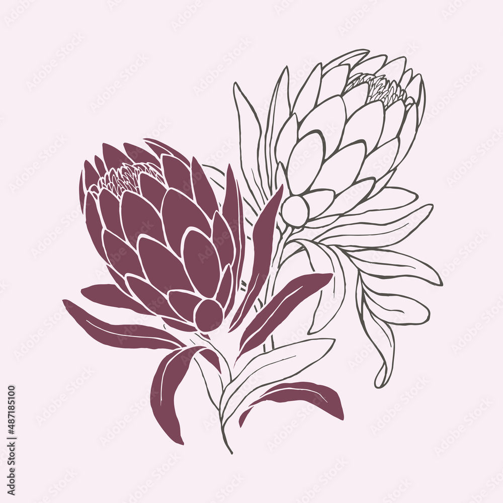 Hand-drawn drawing of a protea flower. Vector stock illustration. Stock ...